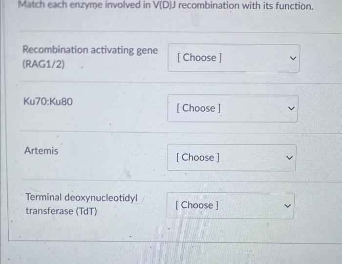 Match each enzyme involved in V(D)J recombination | Chegg.com