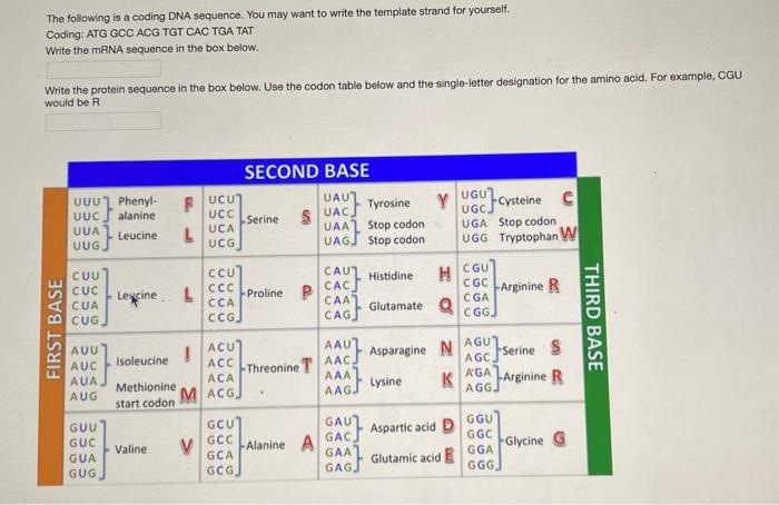 Solved The following is a coding DNA sequence, You may want | Chegg.com