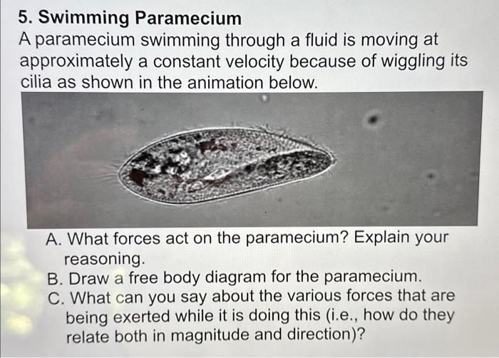 Solved 5. Swimming Paramecium A paramecium swimming through | Chegg.com