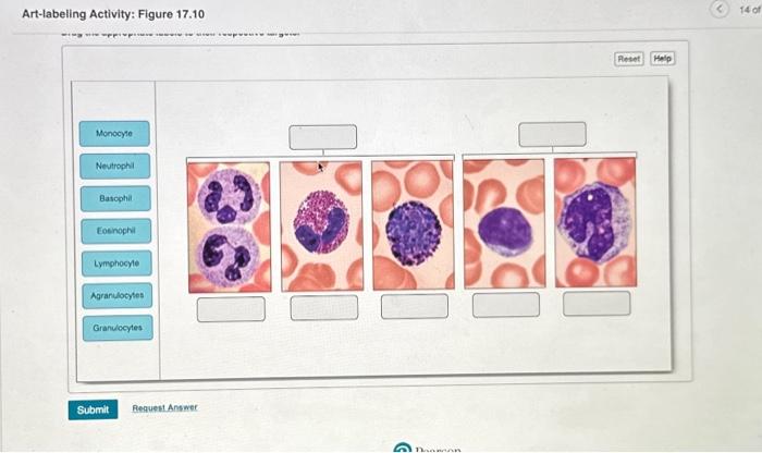 Solved Art-labeling Activity: Figure 17.10 upp Monocyte | Chegg.com