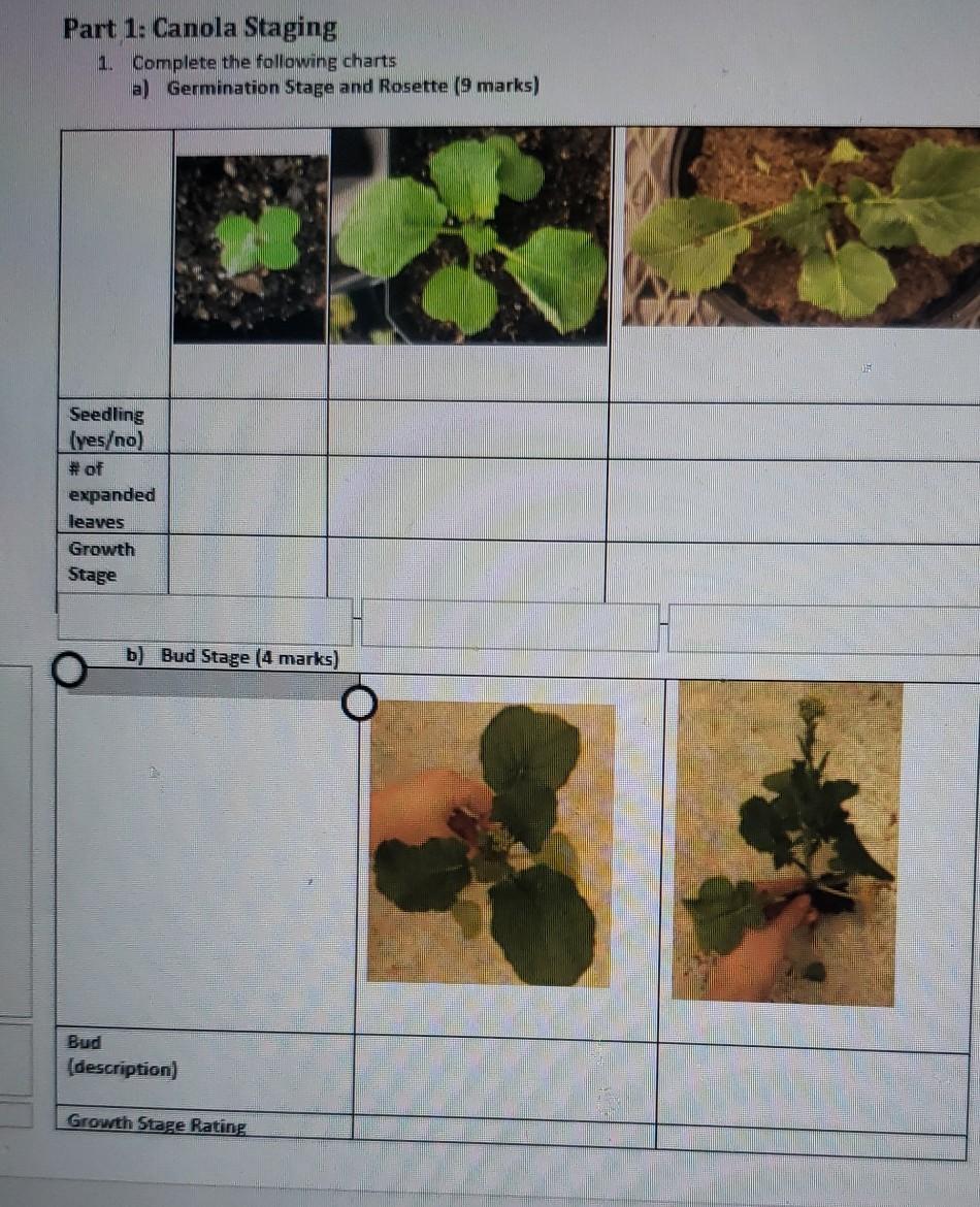 Part 1: Canola Staging 1. Complete the following | Chegg.com