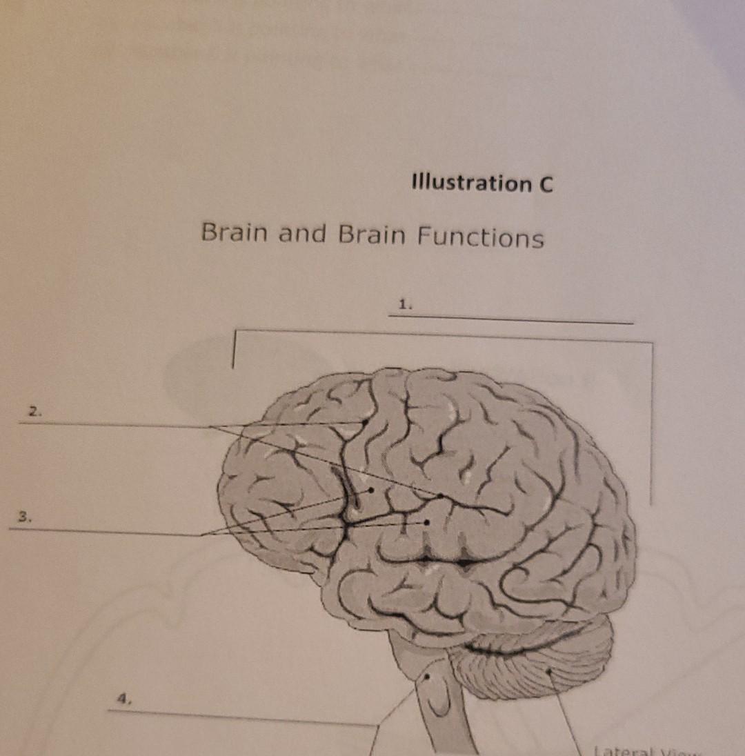 Solved Illustration C Brain and Brain Functions 3. 4 terali | Chegg.com