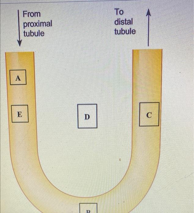 Solved From proximal tubule To distal tubule A E D C B In | Chegg.com