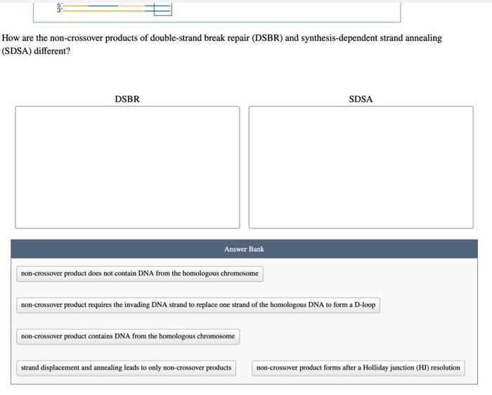 Solved Homologous recombination repair of double-strand | Chegg.com
