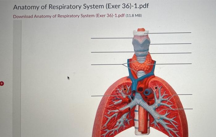 Solved Anatomy of Respiratory System (Exer 36)-1.pdf | Chegg.com