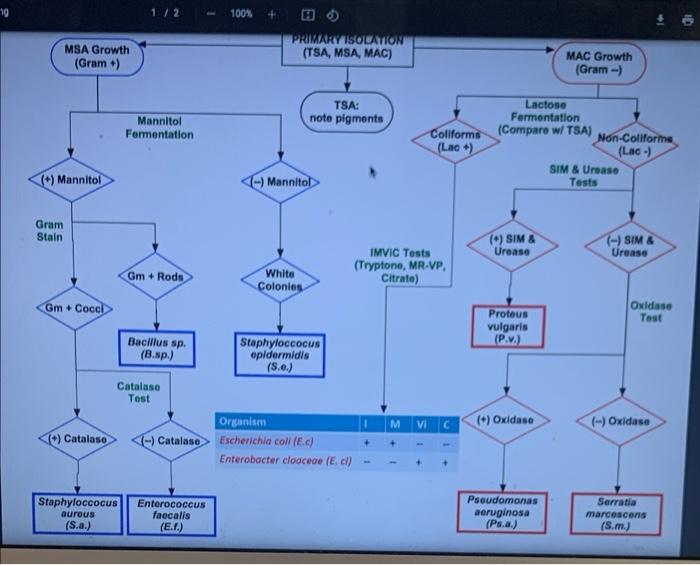 Solved TSA CE MAC ng 1/2 100% + MSA Growth (Gram) PRIMARY | Chegg.com