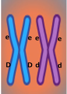 Solved Write the genotypes written as letters and in words | Chegg.com