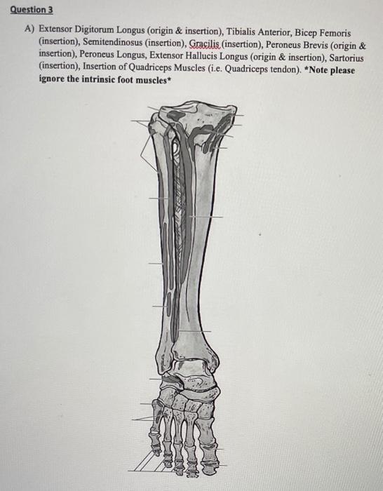 Solved Question 3 A) Extensor Digitorum Longus (origin & | Chegg.com