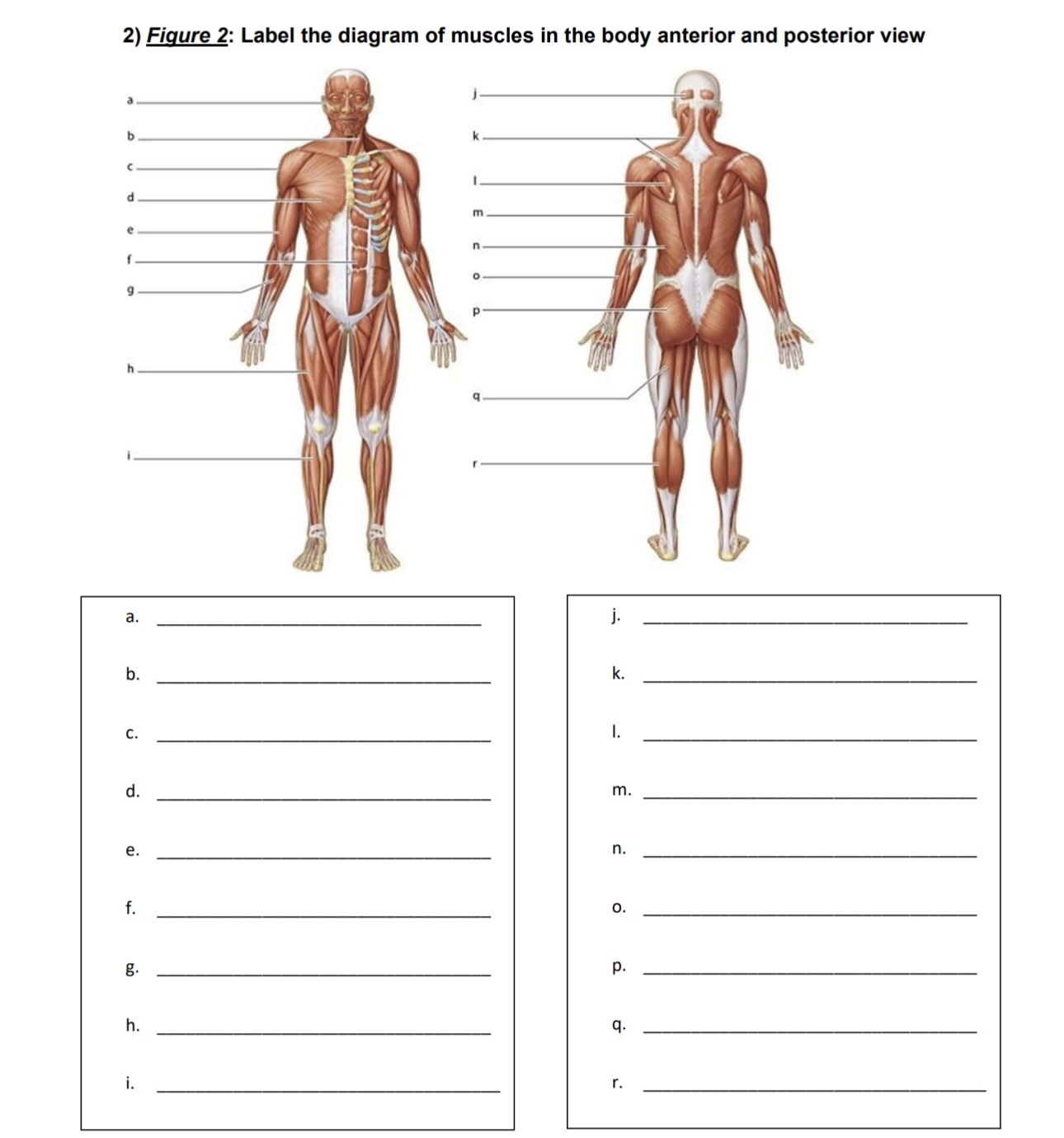 Solved Figure 2: Label the diagram of muscles in the body | Chegg.com