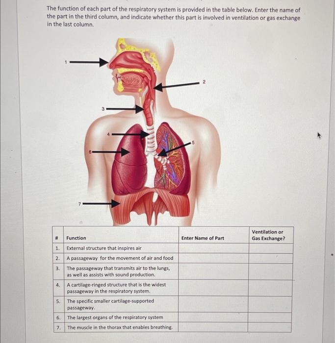 Parts Of Respiratory System And Its Function