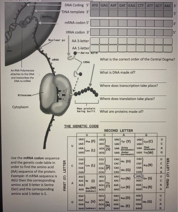 Solved DNA Coding 5' ATG GAG AAT GAT GAA CTT ATT GCT AAC 3 | Chegg.com