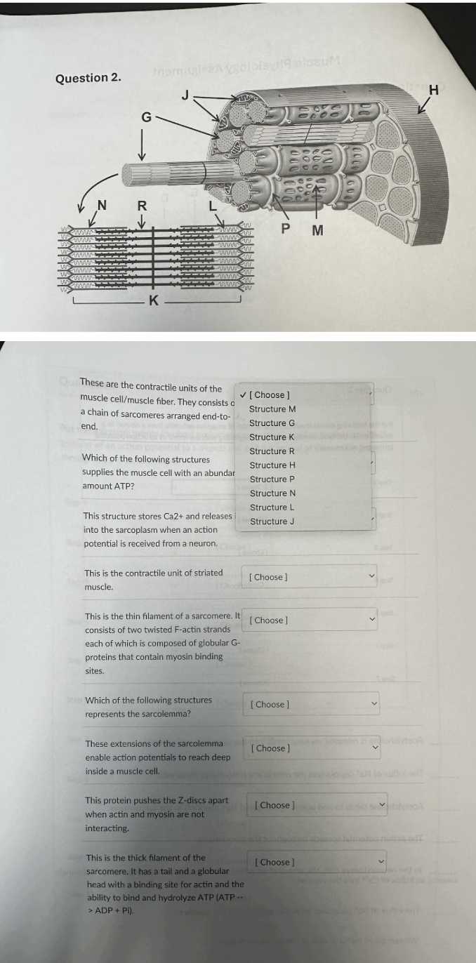 Solved These are the contractile units of themuscle | Chegg.com