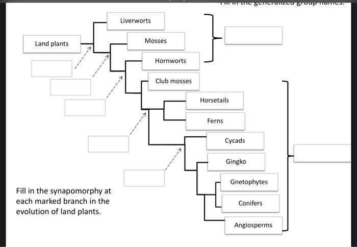 Solved Fill in the synapomorphy at each marked branch. Some | Chegg.com