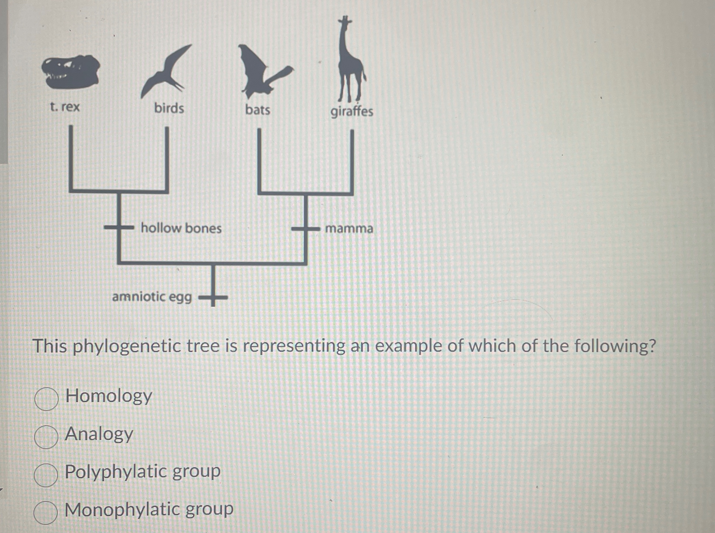 Solved This phylogenetic tree is representing an example of | Chegg.com