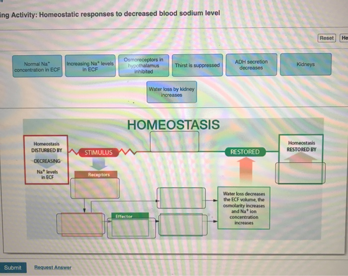 Solved ing Activity: Homeostatic responses to decreased | Chegg.com