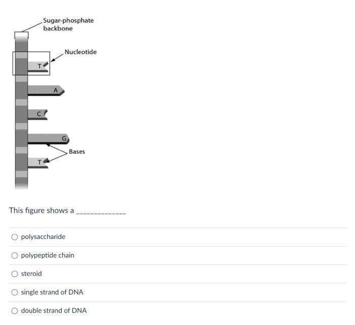 Solved This figure shows a polysaccharide polypeptide chain | Chegg.com