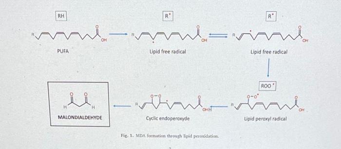 Solved PUFA Lipid free radical Lipid free radical Fig. 1. | Chegg.com