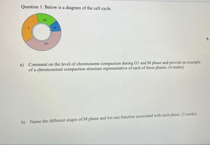 Solved Question 1. Below is a diagram of the cell cycle. G2 | Chegg.com