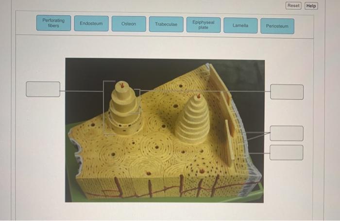 Solved Using the picture of a compact bone model, drag the | Chegg.com