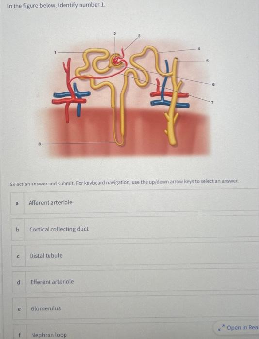 Solved In the figure below, identify number 1 . Select an | Chegg.com