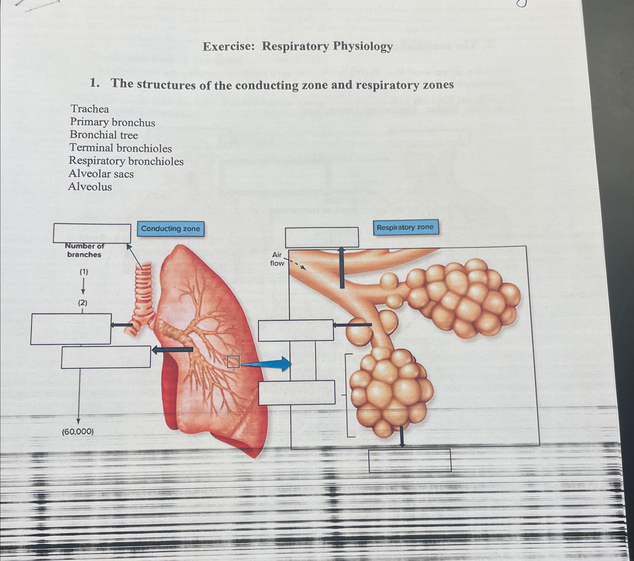 Solved Exercise: Respiratory PhysiologyThe structures of the | Chegg.com