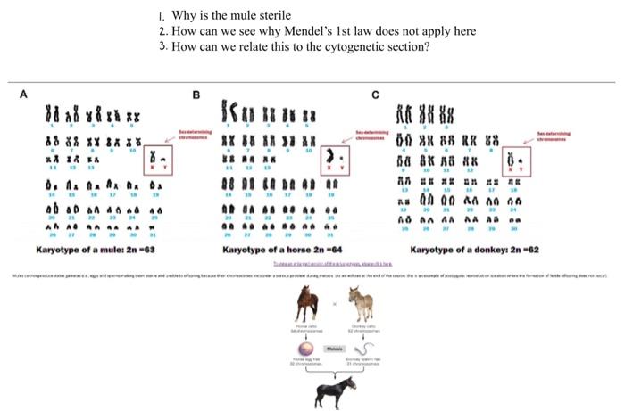 Solved 1. Why is the mule sterile 2. How can we see why | Chegg.com