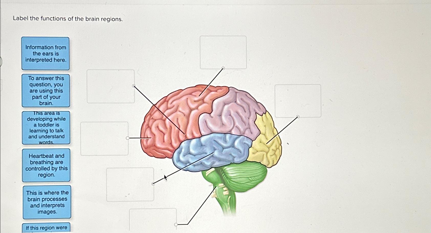 Solved Label the functions of the brain regions.Information | Chegg.com