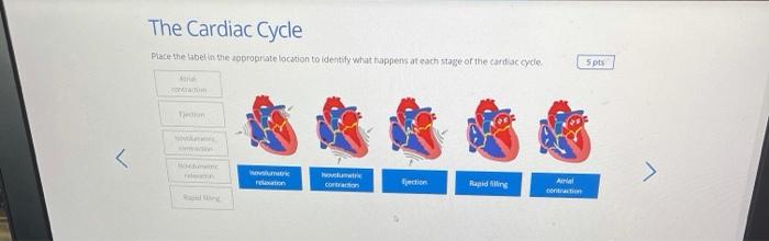 Solved The Cardiac Cycle Place the label in the appropriate | Chegg.com Solved The Cardiac Cycle Place the label in the appropriate | Chegg.com