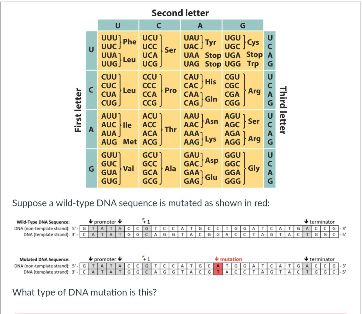 Solved I know this is missense mutation, but could you | Chegg.com