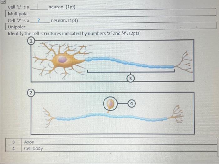 Solved Identify the cell structures indicated by numbers ' 3 | Chegg.com