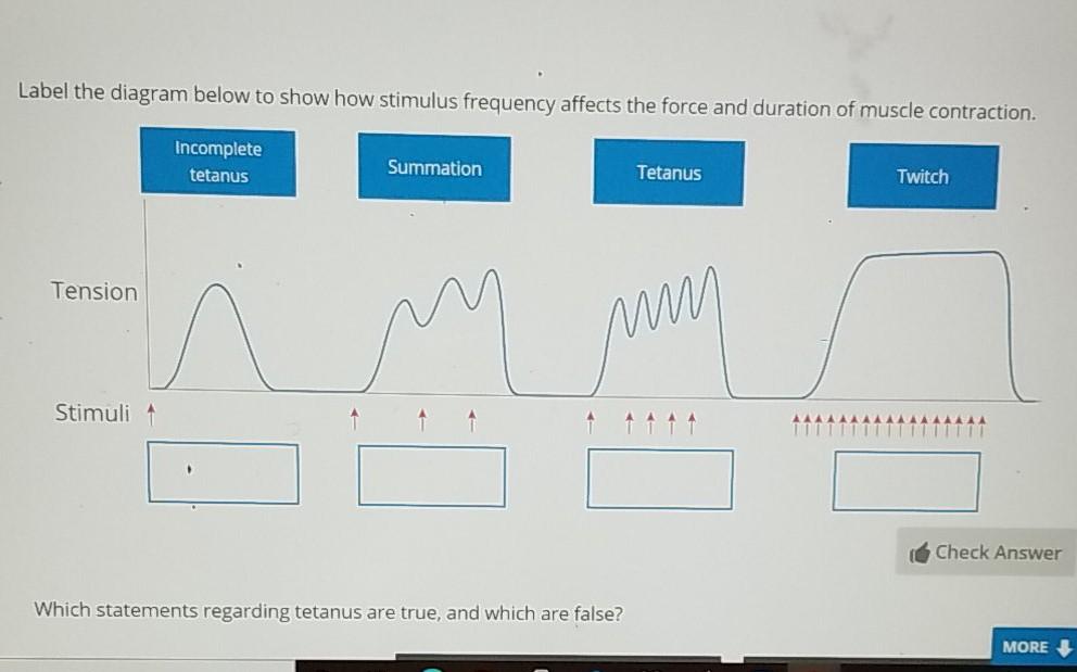 Solved Label the diagram below to show how stimulus | Chegg.com