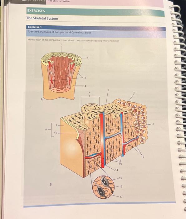 Solved The Skeletal System EXERCISES The Skeletal System | Chegg.com