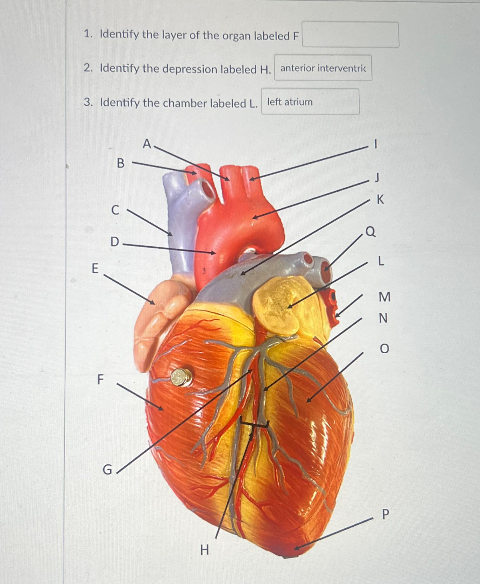 Solved Identify the layer of the organ labeled FIdentify the | Chegg.com