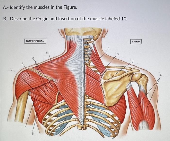 Solved A.- Identify the muscles in the Figure. B.- Describe | Chegg.com