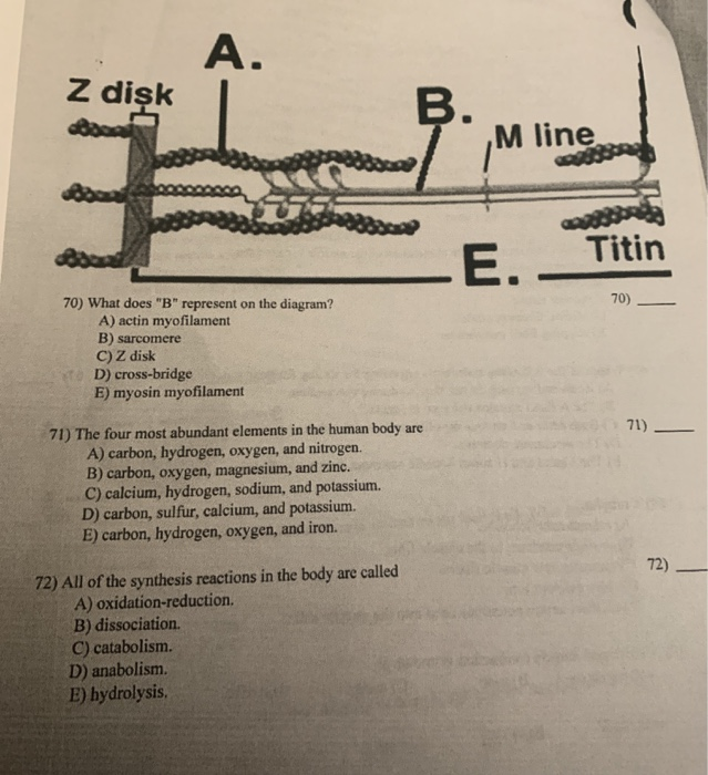 Solved Z disk .M line Titin 70) - 70) What does "B" | Chegg.com