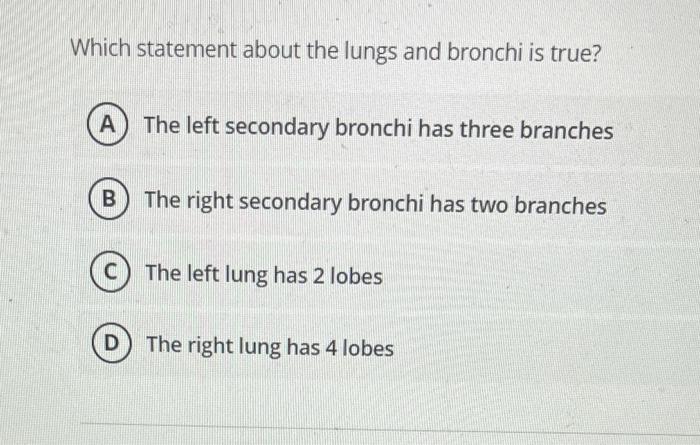 [Solved]: Which statement about the lungs and bronchi is tr