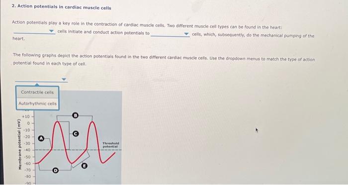 Solved 2. Action potentials in cardiac muscle cells Action | Chegg.com