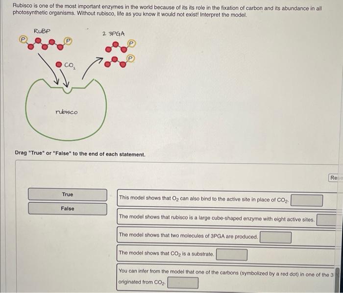 Solved Rubisco is one of the most important enzymes in the | Chegg.com