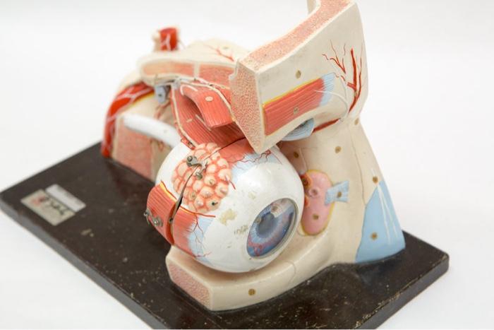 Solved please identify all parts that are visble | Chegg.com