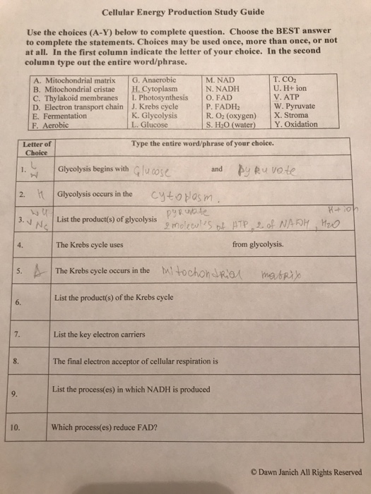 Solved Cellular Energy Production Study Guide Use the | Chegg.com