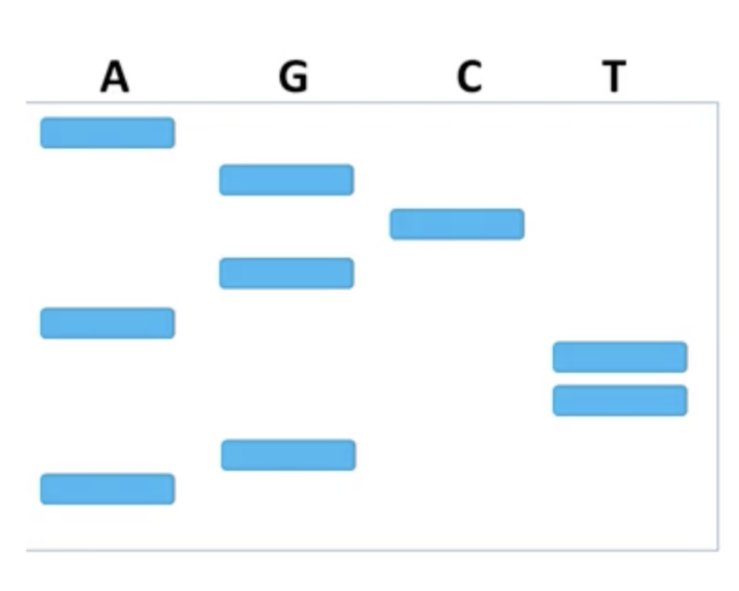 Solved How do I determine the sequence of the template | Chegg.com