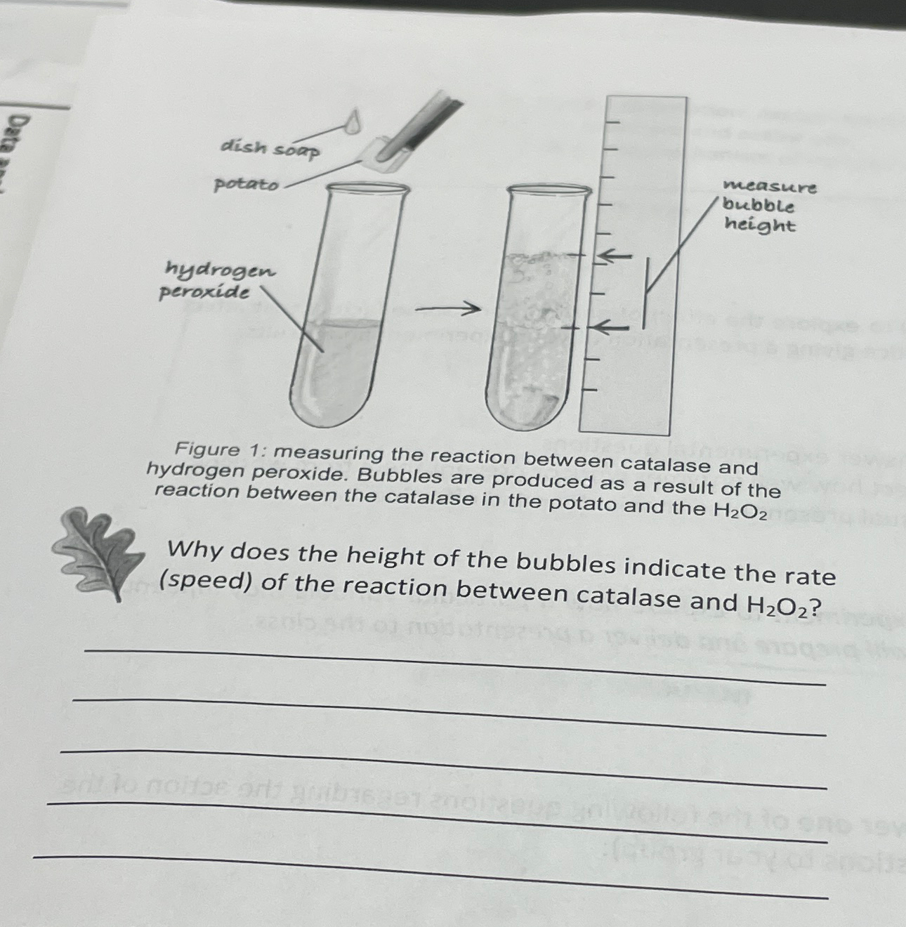 Solved Figure 1: measuring the reaction between catalase and | Chegg.com
