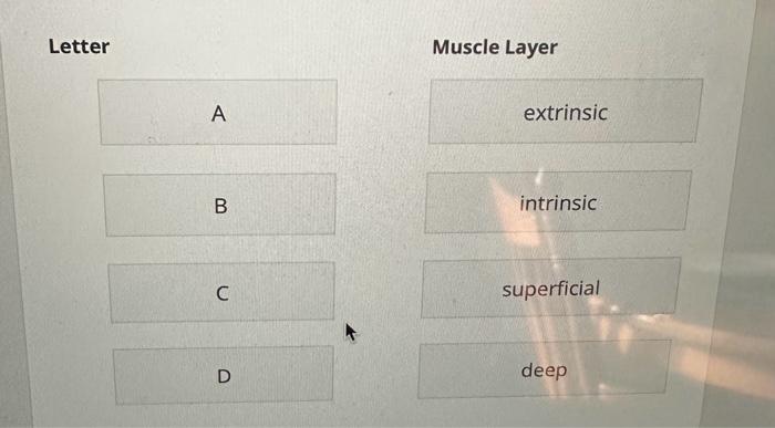 Solved one in between that is called the intermediate layer. | Chegg.com