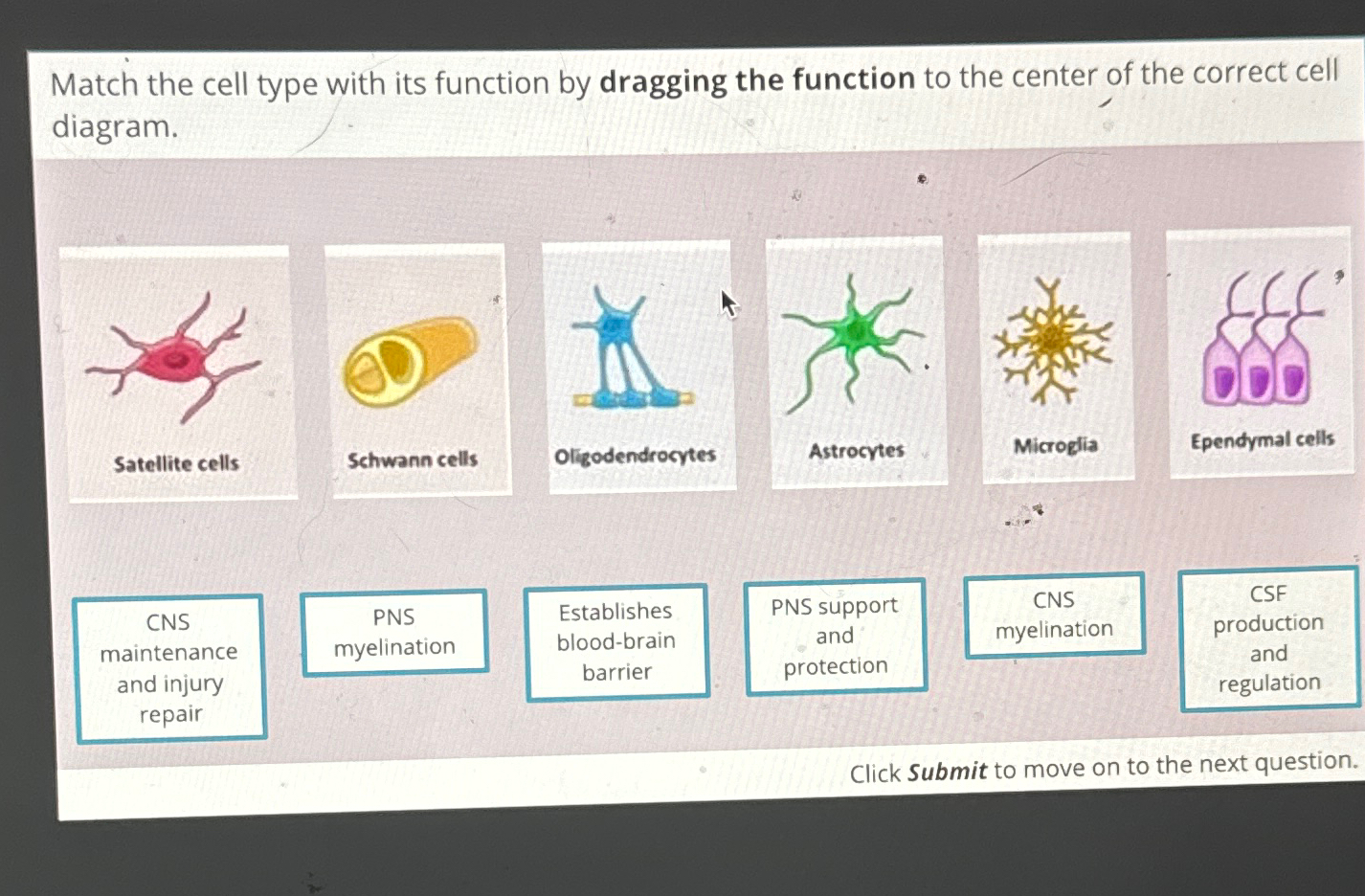 Solved Match the cell type with its function by dragging the | Chegg.com