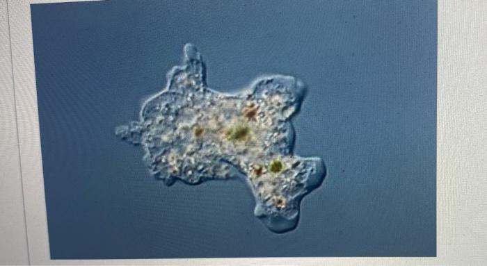 Solved 1. a. When the cell is in pond water, do you think | Chegg.com