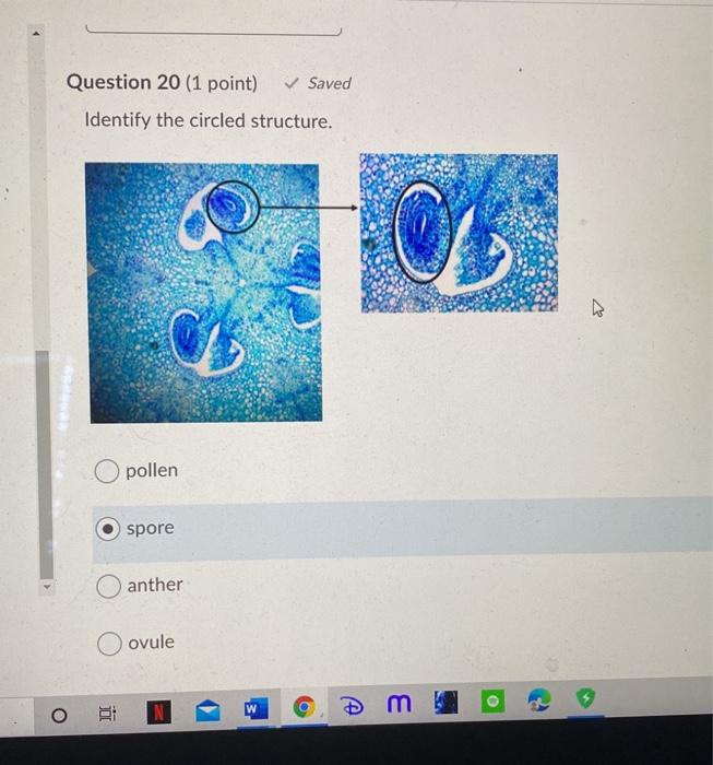 Solved Question 20 (1 point) Saved Identify the circled | Chegg.com