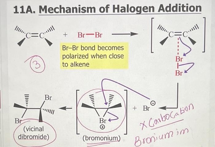Solved 11A. Mechanism of Halogen Addition + C=C11||| Br-Br | Chegg.com