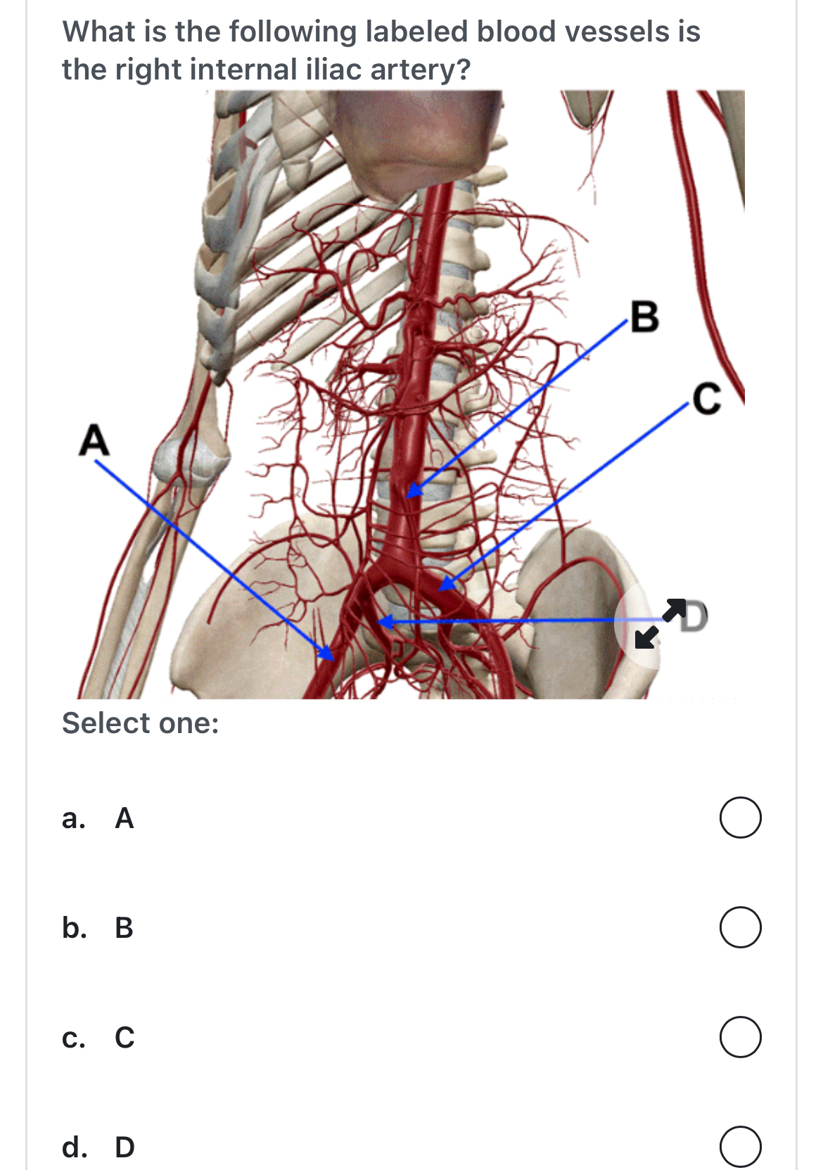 Solved by an EXPERT What is the following labeled blood vessels is the | Chegg.com