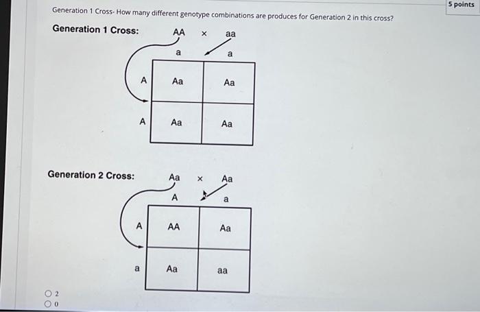 Solved Generation 1 Cross- How many different genotype | Chegg.com