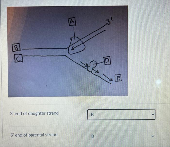 Solved 3 ' end of daughter strand 5 ' end of parental | Chegg.com